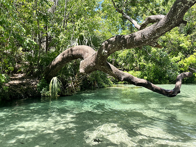 Nature's sculpture garden: This ancient tree branch reaches across the spring like an artist's brushstroke across a living canvas.