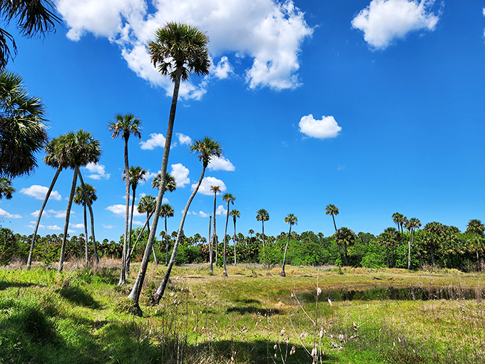 Palm tree paradise that doesn't require a resort booking or overpriced cocktail &ndash; nature's all-inclusive package deal.