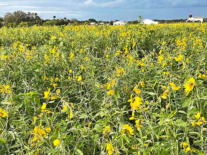 The green fields of sunn hemp waiting in the wings, proving that Sledd's is always thinking ahead, planning the next act in their agricultural show.
