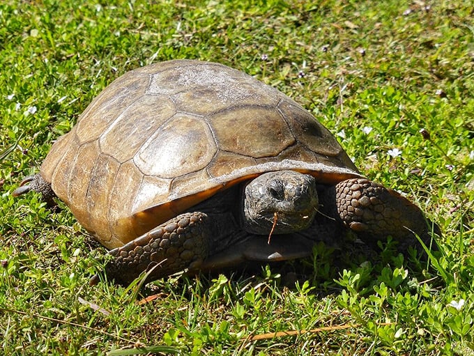 A gopher tortoise, Egmont Key's VIP resident, takes a leisurely stroll across the island he calls home.