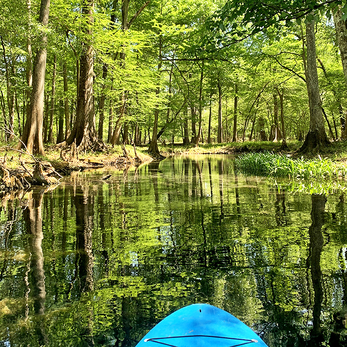 Reflective perfection: The mirrored surface captures the cypress canopy, creating two forests for the price of one.