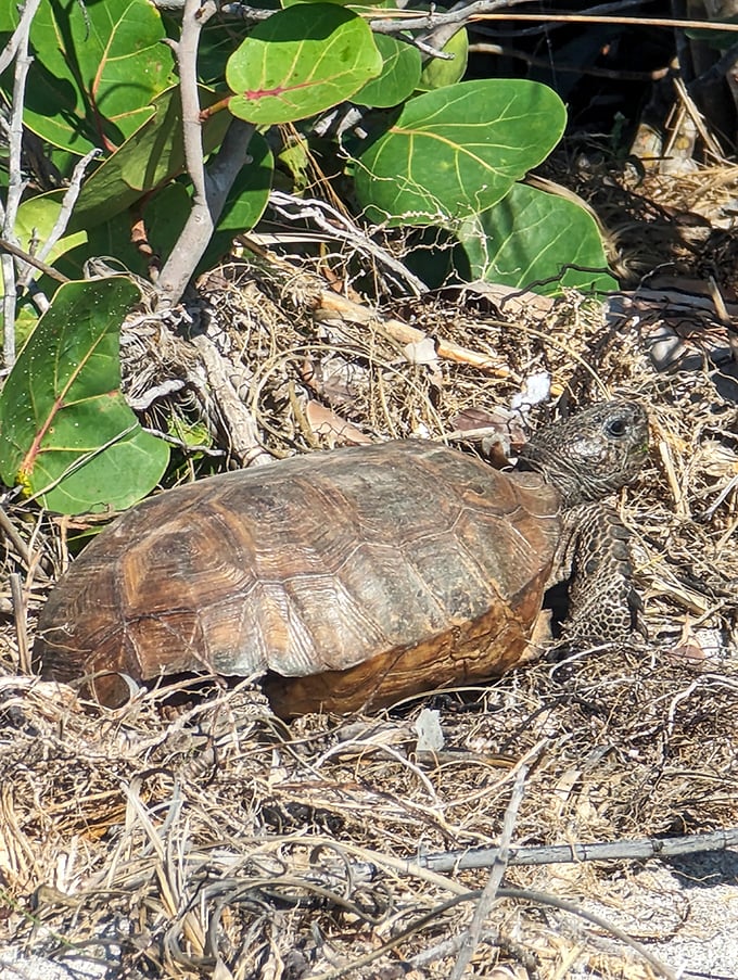 Shell seeker's delight: This gopher tortoise, a protected resident, reminds us we're merely visitors in its ancient homeland.