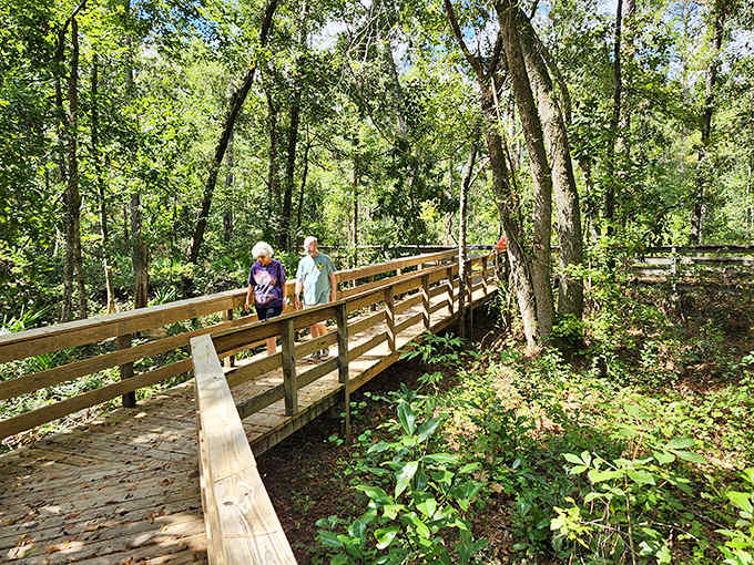 Fellow explorers traverse the elevated boardwalk, gaining perspective on this unexpected Florida treasure without disturbing its delicate ecosystem.