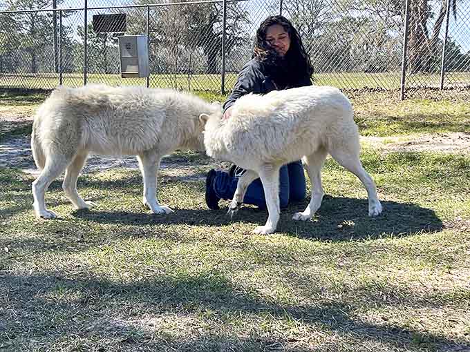 Two striking white wolves demonstrate their social nature, a reminder that these animals thrive through pack connections and community.