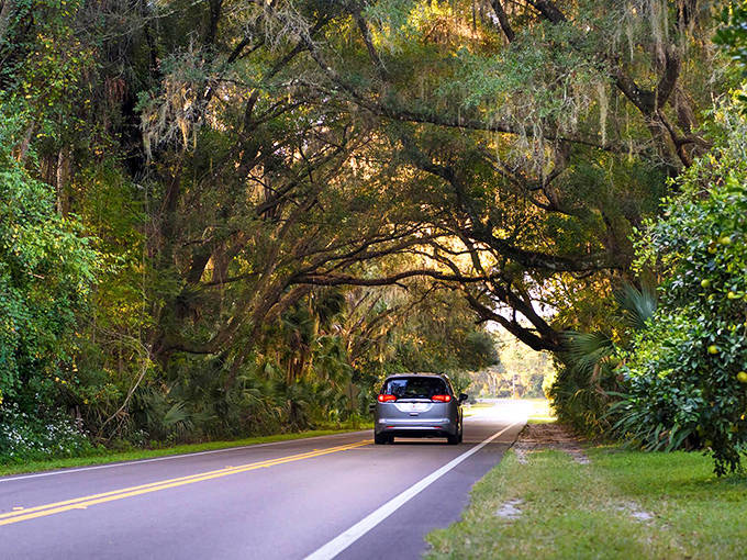 The Old Florida Heritage Highway passes through rural landscapes where massive live oaks draped with Spanish moss create natural tunnels.
