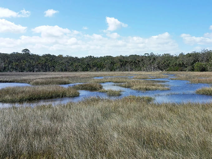 The Timucuan Preserve protects wetlands that are both beautiful and essential, proving that nature and history can share the same space perfectly.
