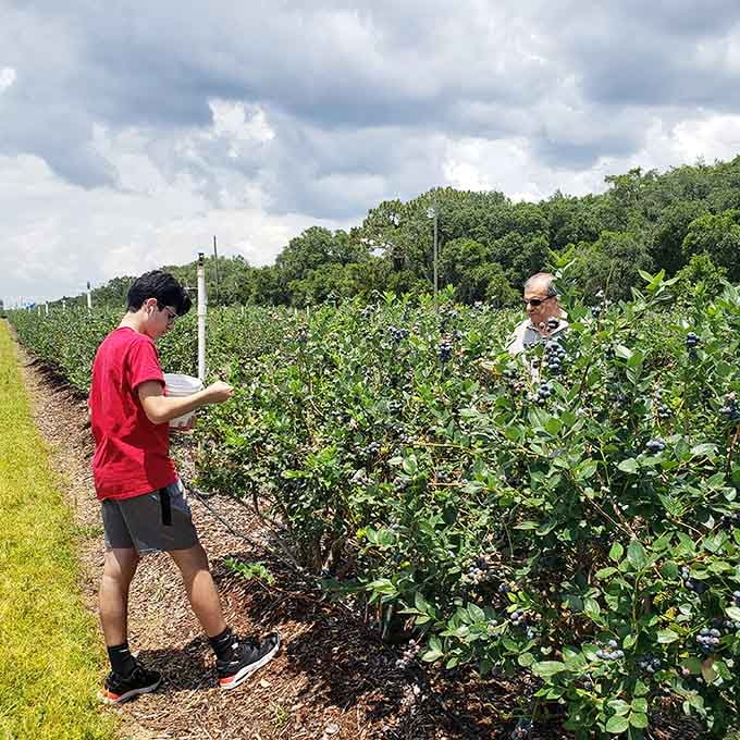 Blueberry bushes stretch into the distance, each one loaded with tiny purple treasures that taste like Florida sunshine concentrated into berry form.