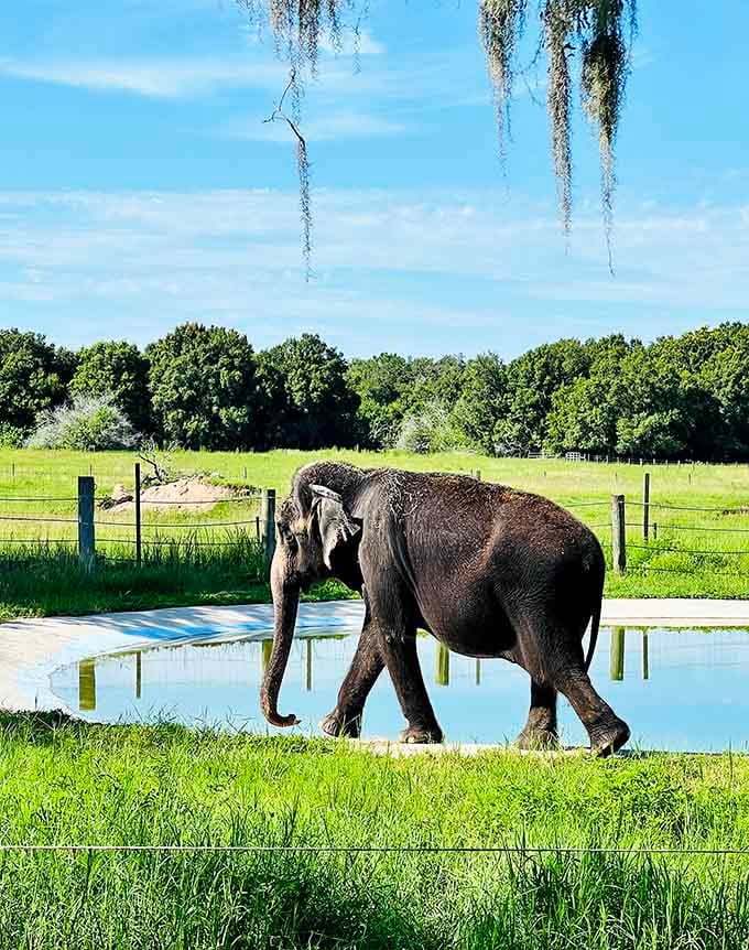 Watching an elephant move across the landscape reminds us why these creatures have captivated humans for millennia, combining power with unexpected grace and intelligence.