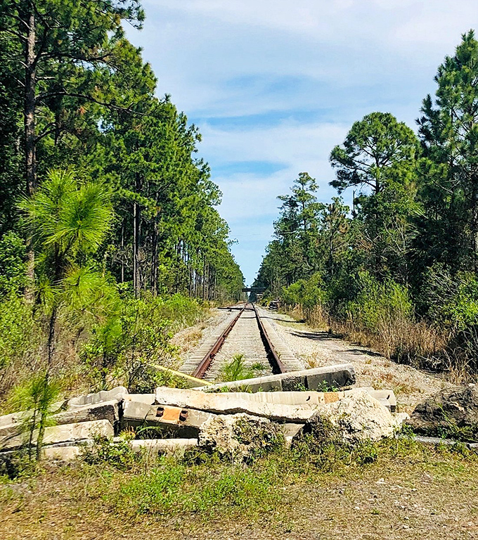 The Palatka-Lake Butler State Trail stretches into infinity, where former railroad tracks now carry hikers and bikers through pine-scented wilderness.