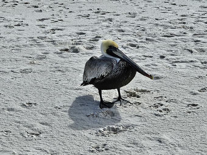This distinguished pelican struts across the beach like he owns the place &ndash; and honestly, he was here first.