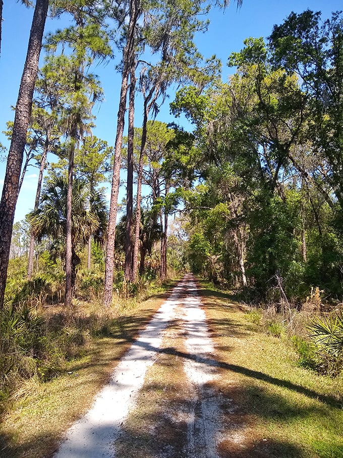 Sunlight filters through pine sentinels lining this trail, creating a dappled pathway that feels like walking through natural stained glass.