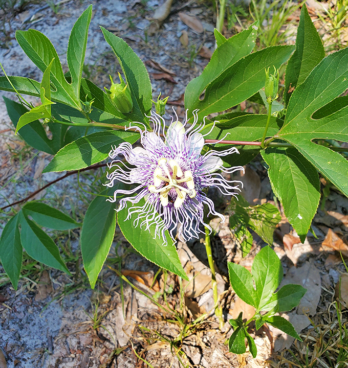 The passion flower looks like it was designed by a committee of artists who couldn't agree on a theme &ndash; intricate, bizarre, and utterly captivating.