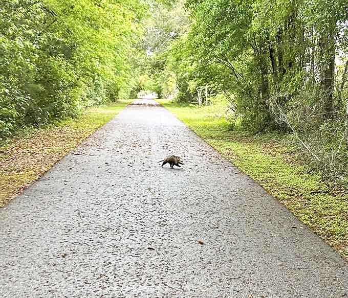 This raccoon clearly didn't get the memo about staying off the trail during business hours, but honestly, who's going to argue with those little hands?