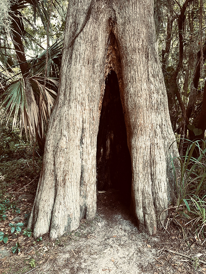 This hollow cypress creates a magical doorway that seems designed for woodland sprites&mdash;or the child-like wonder still hiding in all of us.