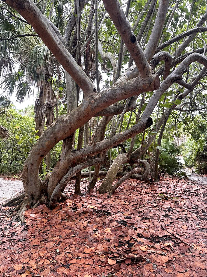 Gnarled tree trunks twist toward the sky, creating a natural sculpture garden that puts most modern art installations to shame.