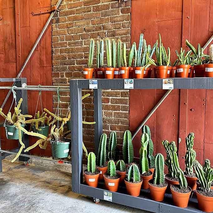 Desert beauty thrives in this carefully curated collection of cacti and succulents, offering low-maintenance greenery with plenty of prickly personality.