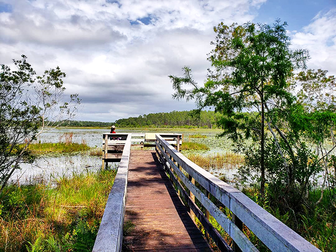 This viewing platform extends into wetland wilderness, offering visitors a chance to spot everything from turtles to wading birds without getting their feet wet.