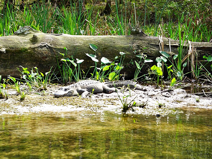 An alligator basks in dappled sunlight, the prehistoric resident seemingly unbothered by the passage of time or curious onlookers passing by.