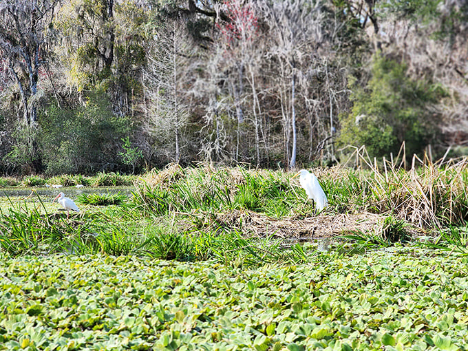 Sunbathing committee: These birds have claimed prime real estate and aren't accepting new neighbors without board approval.