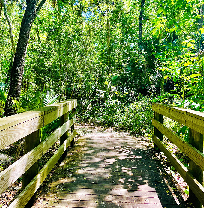 This wooden boardwalk invites exploration through dense Florida vegetation, promising new discoveries around every bend in the path.