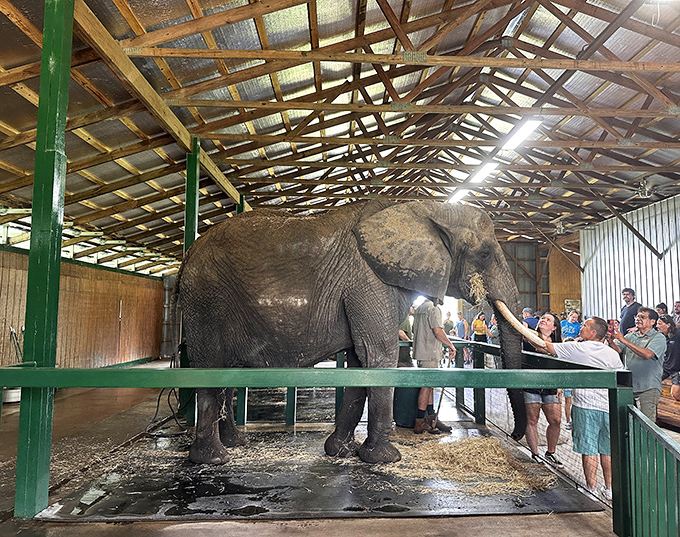 Bathtime teamwork makes the dream work &ndash; these dedicated staff ensure their elephant residents stay clean and healthy.