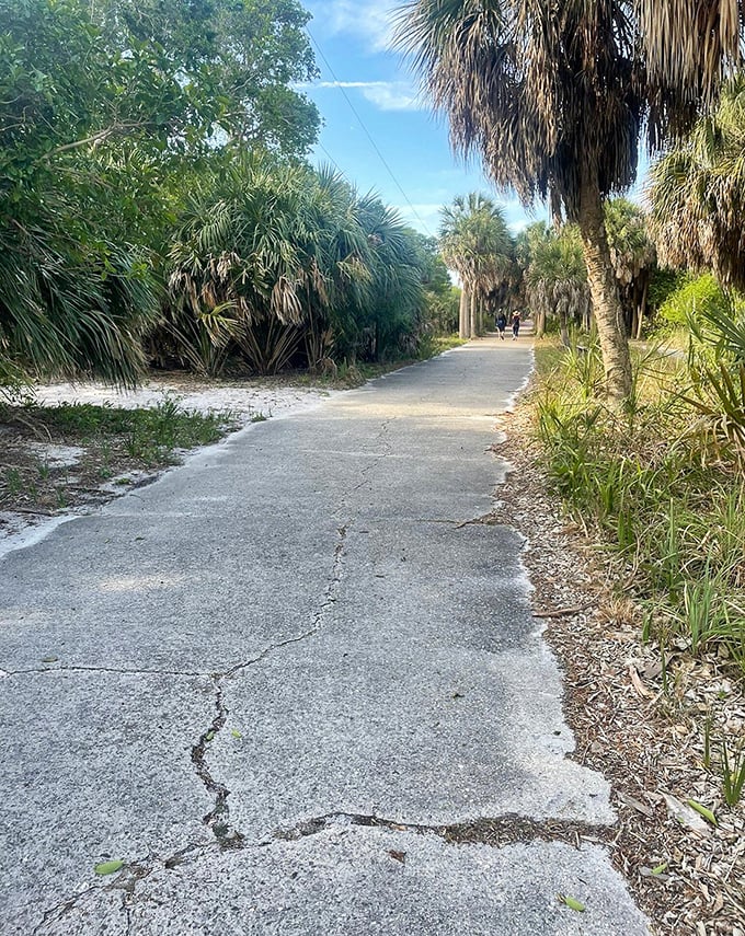 Cracked pathways tell tales of bygone military days, now serving as nature trails through Egmont Key's historical landscape.
