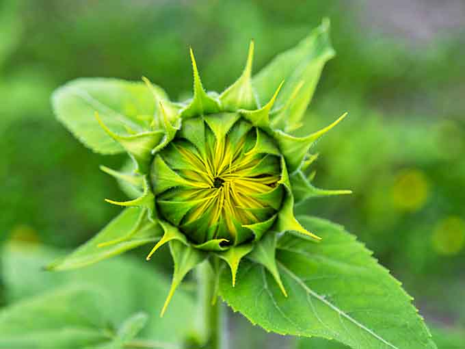 A sunflower bud preparing for its big debut, all wrapped up like nature's version of a surprise gift that's about to burst into golden glory.