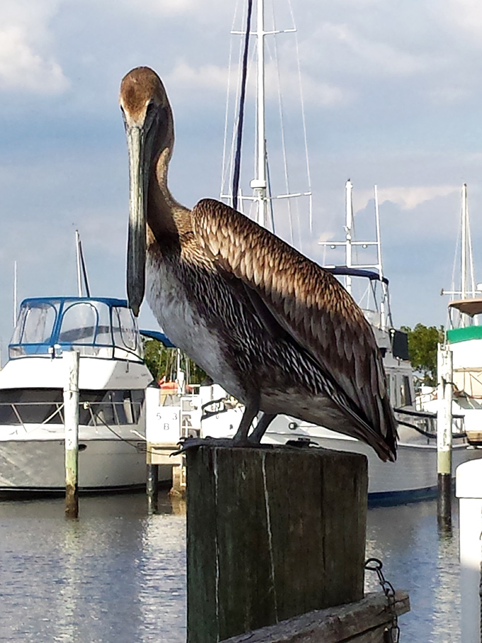 A pelican poses majestically on its wooden perch, looking suspiciously like it's contemplating stealing your freshly purchased fish sandwich.