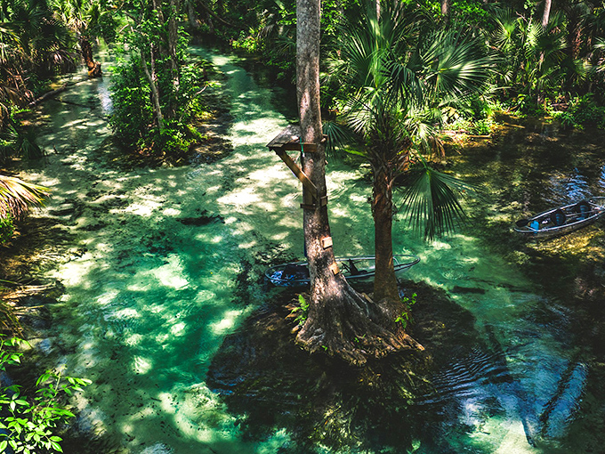 Jungle gym, Florida style: Mother Nature's playground equipment includes this wooden platform perfect for cannonballs and childhood memories.