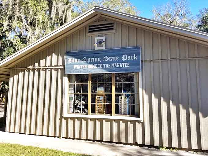 Blue Spring State Park Gift Shop: This unassuming building houses treasures for manatee enthusiasts &ndash; where else can you buy sea cow souvenirs?