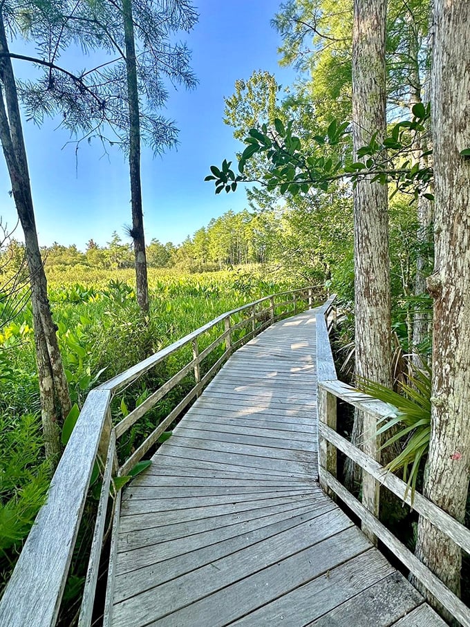 Sunlight dances across the boardwalk as it winds through marsh grasses, a wooden ribbon threading through nature's tapestry.