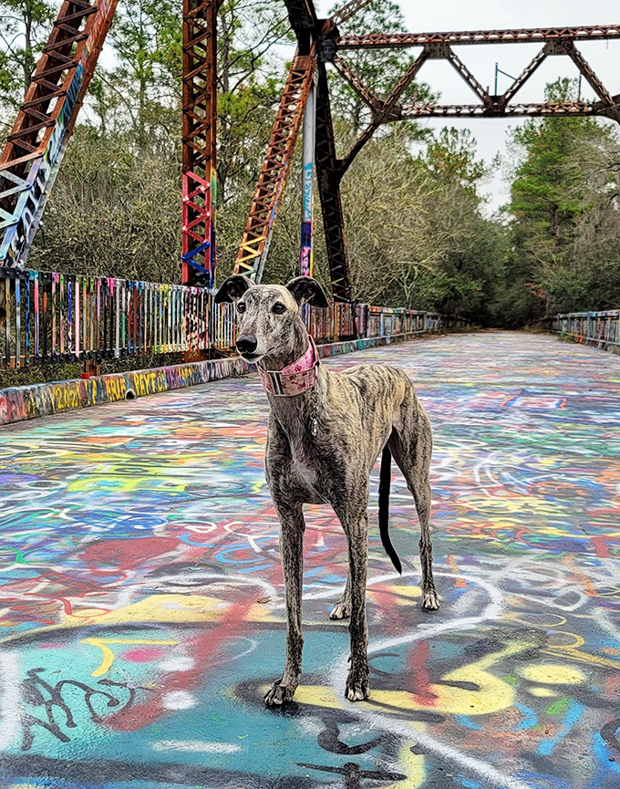 Even dogs appreciate the artistic vibrancy of the bridge, this curious greyhound seemingly contemplating which color speaks to his soul.