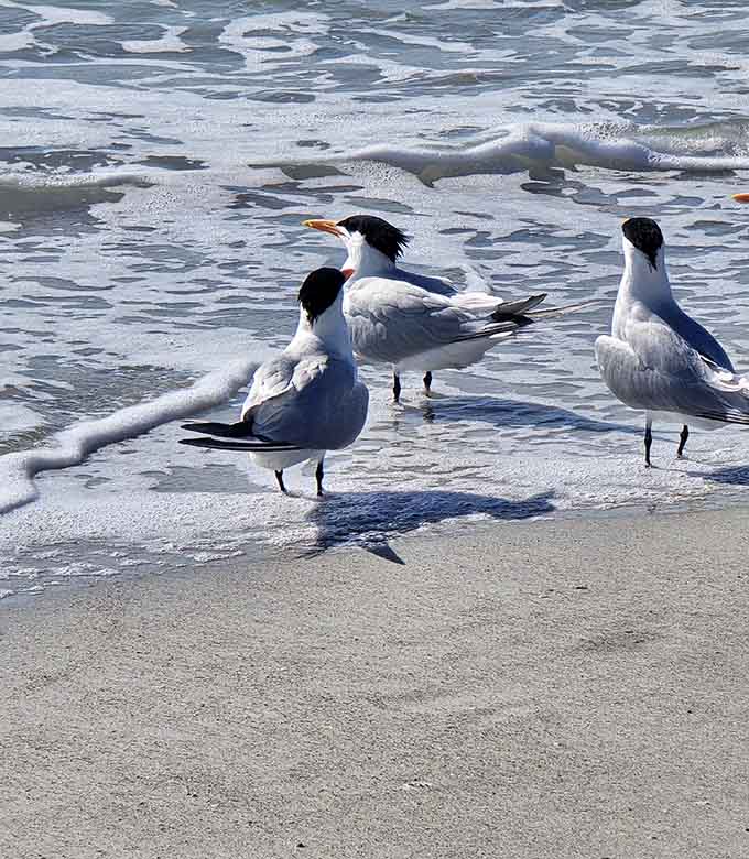 Royal terns gather on the beach like they're holding a convention, discussing important bird business while looking effortlessly photogenic in the process.