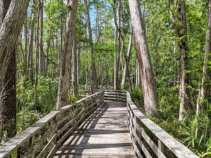 The wooden boardwalk winds through cypress giants, offering visitors front-row seats to Florida's most impressive natural theater.