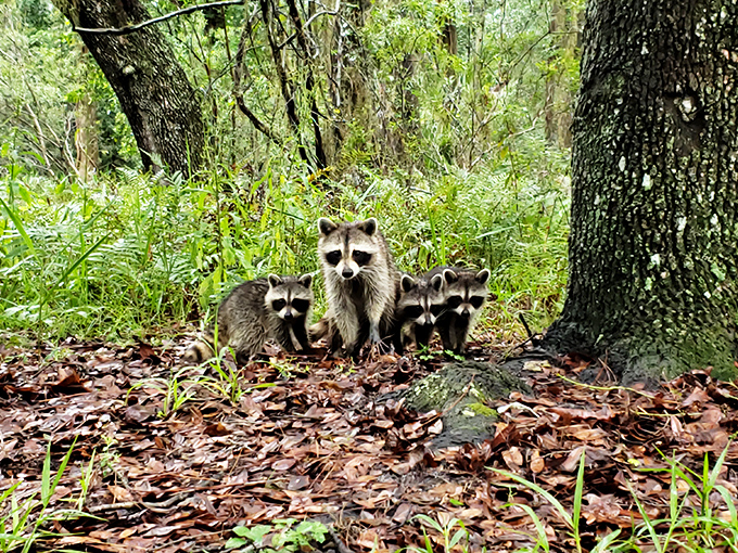 A raccoon family outing proves that Split Oak is prime real estate for wildlife, where masked bandits teach their young the art of forest foraging.