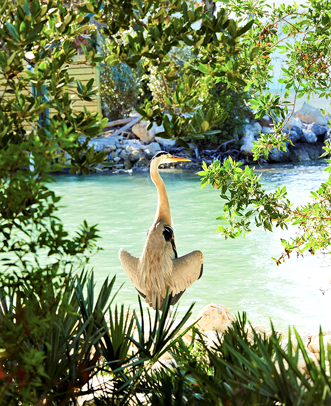 This heron didn't just wander in&mdash;he's the unofficial concierge, judging your outfit choices with his discerning eye.