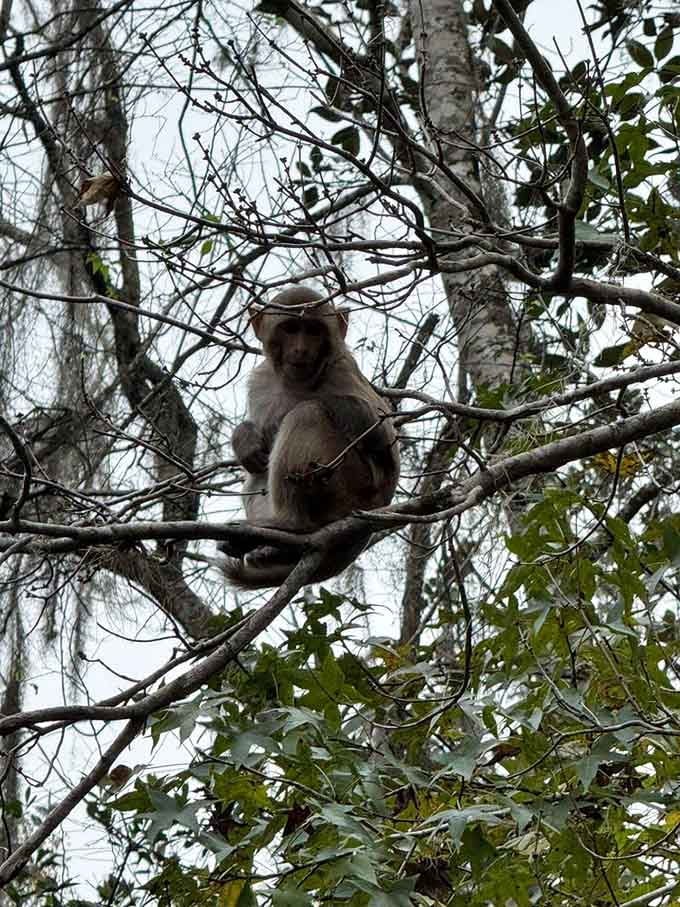 A macaque poses in the trees like it's auditioning for a nature documentary, completely aware that it's photogenic and milking it for all it's worth.