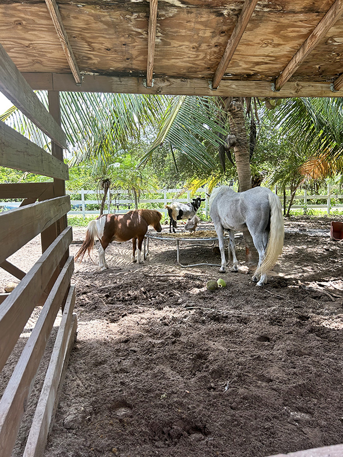 Gentle horses find shade in their paddock, seemingly as content as the human visitors to this tropical paradise.