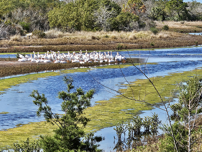 A gathering of white pelicans creates a striking contrast against the blue waters of this coastal marsh.