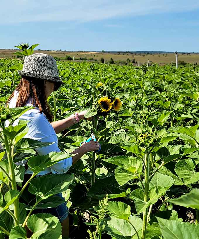 Standing among sunflowers that tower overhead makes you feel like you've shrunk or they've been hitting the fertilizer a bit too enthusiastically.