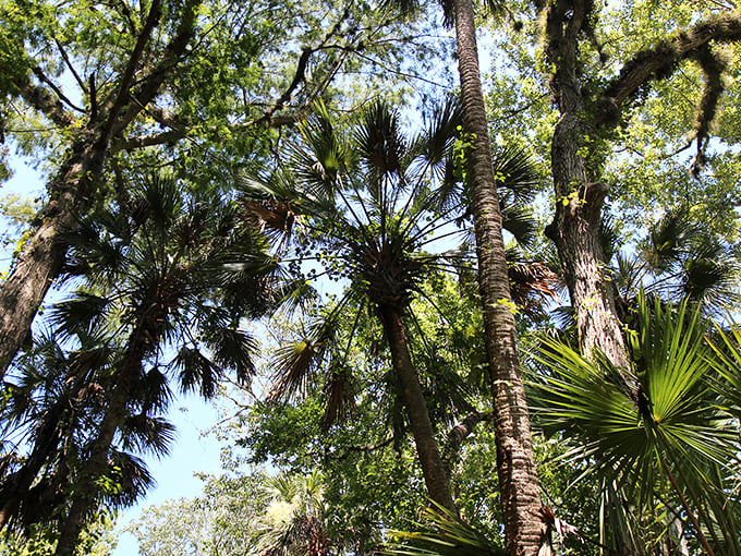 Nature's cathedral: towering palms create a green canopy overhead, filtering sunlight into dancing patterns on the water below.