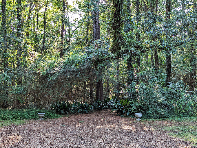 The tree canopy creates a living ceiling that changes with every breeze, like nature's own kaleidoscope for those who look up.