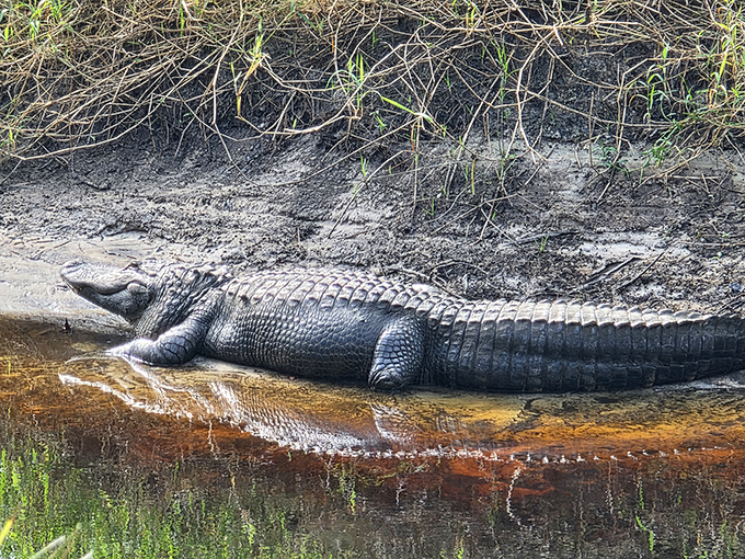 Sunbathing alligator demonstrates proper Florida relaxation techniques. Note the respectful distance maintained by the photographer!