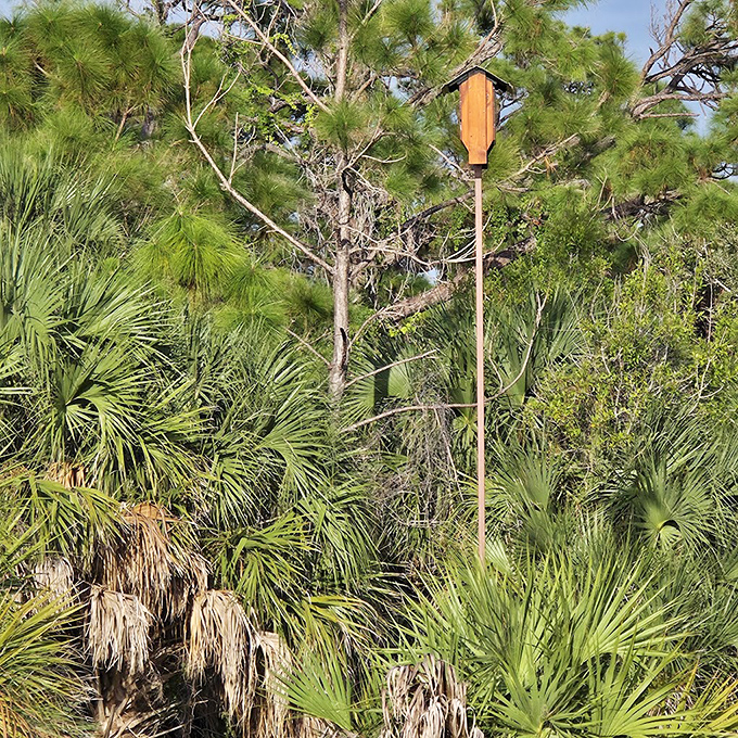 Birdhouses stand like tiny wilderness high-rises &ndash; rent-controlled apartments for feathered residents who pay in song rather than dollars.