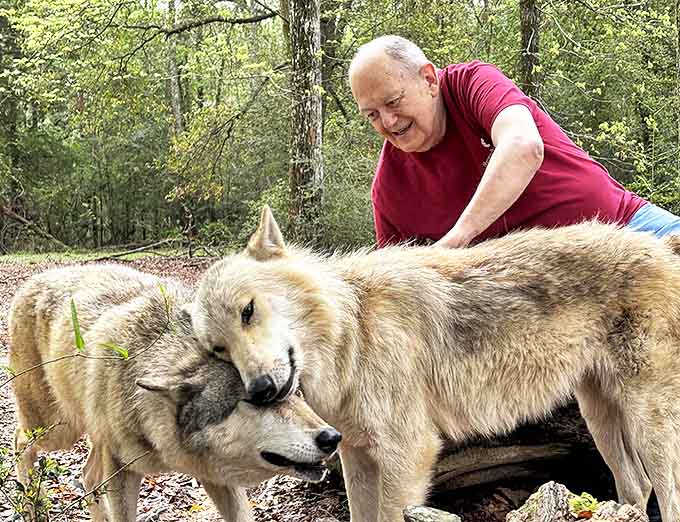 Wolf siblings share a tender moment under watchful human eyes, their natural behaviors preserved even in this educational setting.