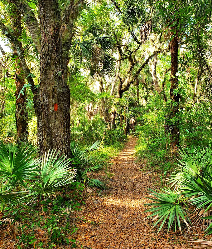 Dappled sunlight plays hide-and-seek along this forest path, creating nature's own light show without the electric bill.