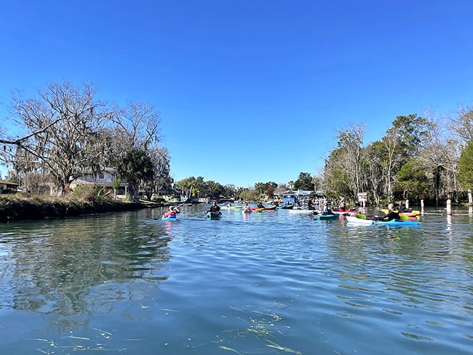 Kayaking through these pristine waters offers a different perspective on the manatee's world &ndash; silent, serene, and surprisingly social.