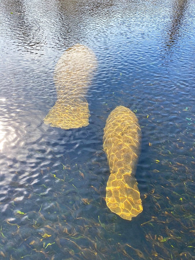 Manatees glide through the transparent waters like gentle giants, their massive bodies moving with surprising grace in their protected sanctuary.
