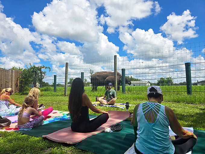 Yoga with elephants combines mindfulness with the majesty of watching these peaceful giants in their natural routines.