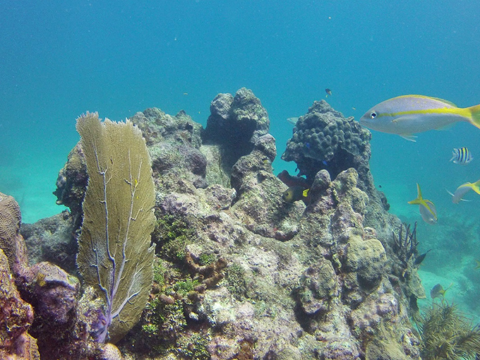 Underwater gardens of coral host fish fashion shows, where stripes and spots are always in season.